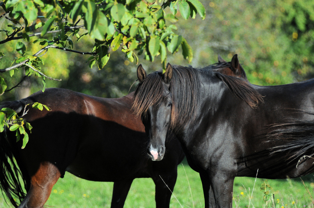 HOME/PFERDEWISSEN & PFERDESCHUTZ